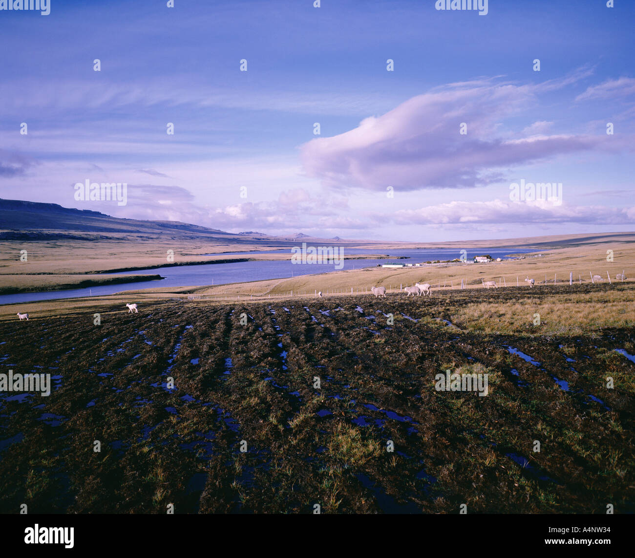 Bluff cove falkland islands hi-res stock photography and images - Alamy