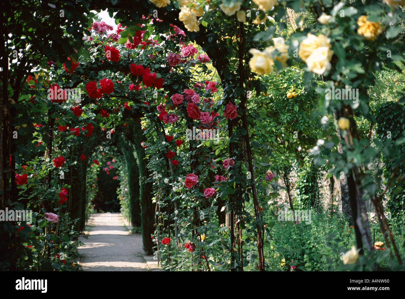 Arches covered with roses Generalife gardens Alhambra UNESCO World ...