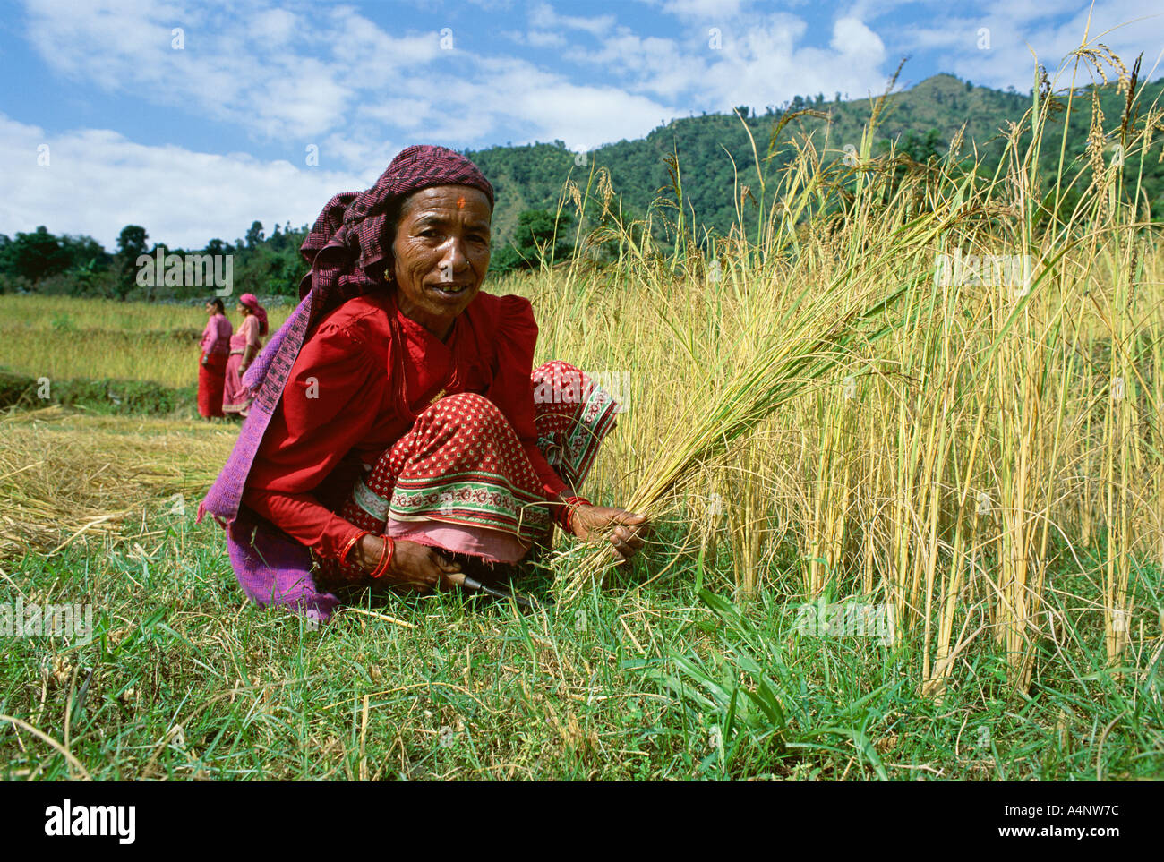 Harvesting rice Annapurna Region Nepal Asia Stock Photo - Alamy