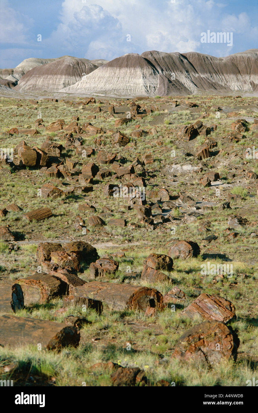 Fossil logs 200 million years old scattered over desert floor in ...