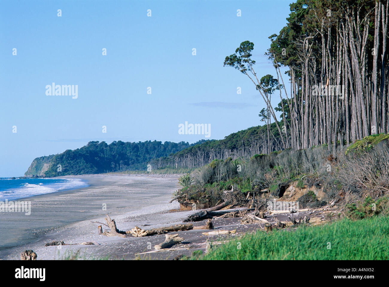 Forest on coast Bruce Bay Westland South Island New Zealand Pacific ...
