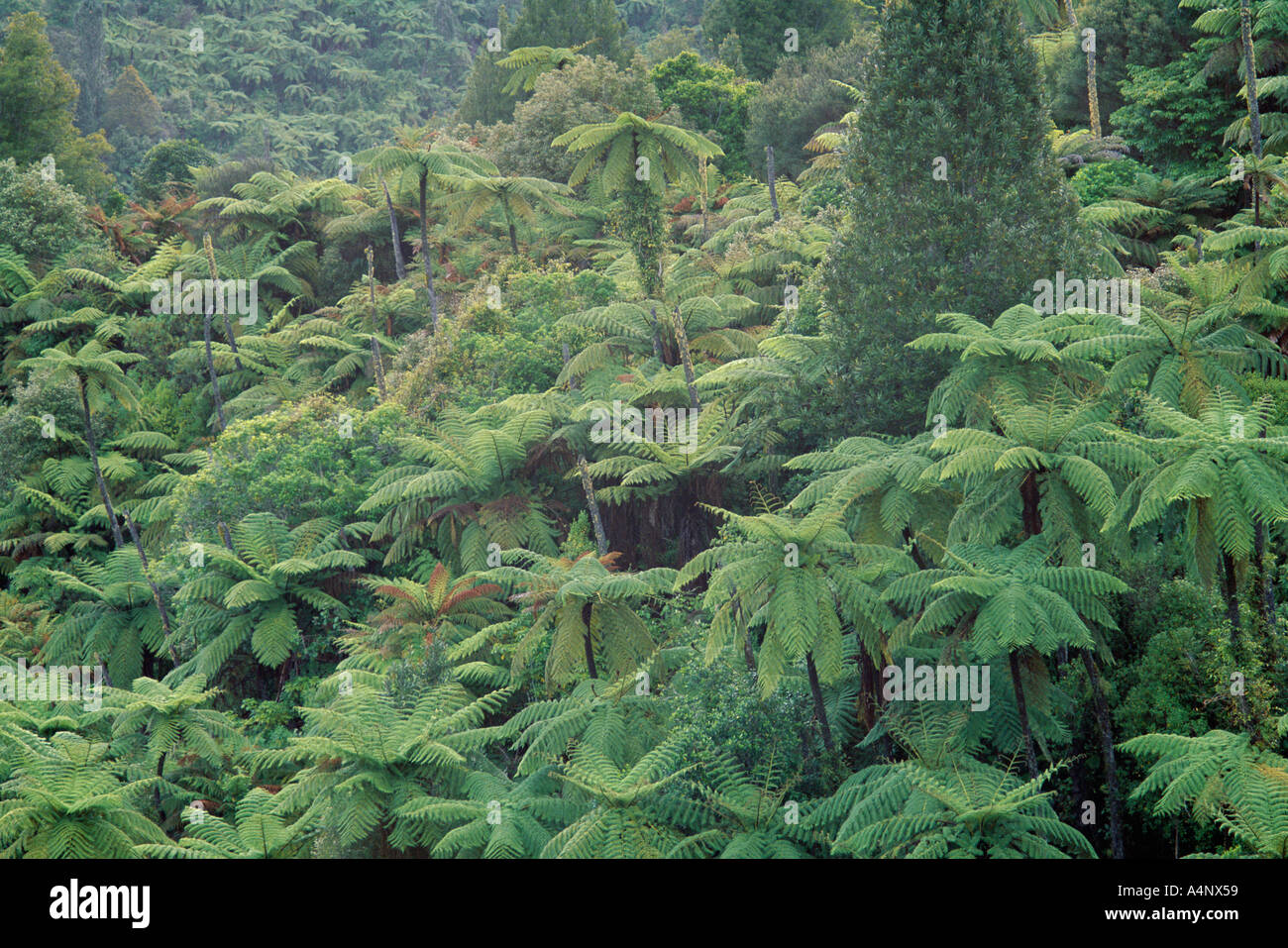 Punga tree ferns in the bush Wanganui District Taranaki North Island ...