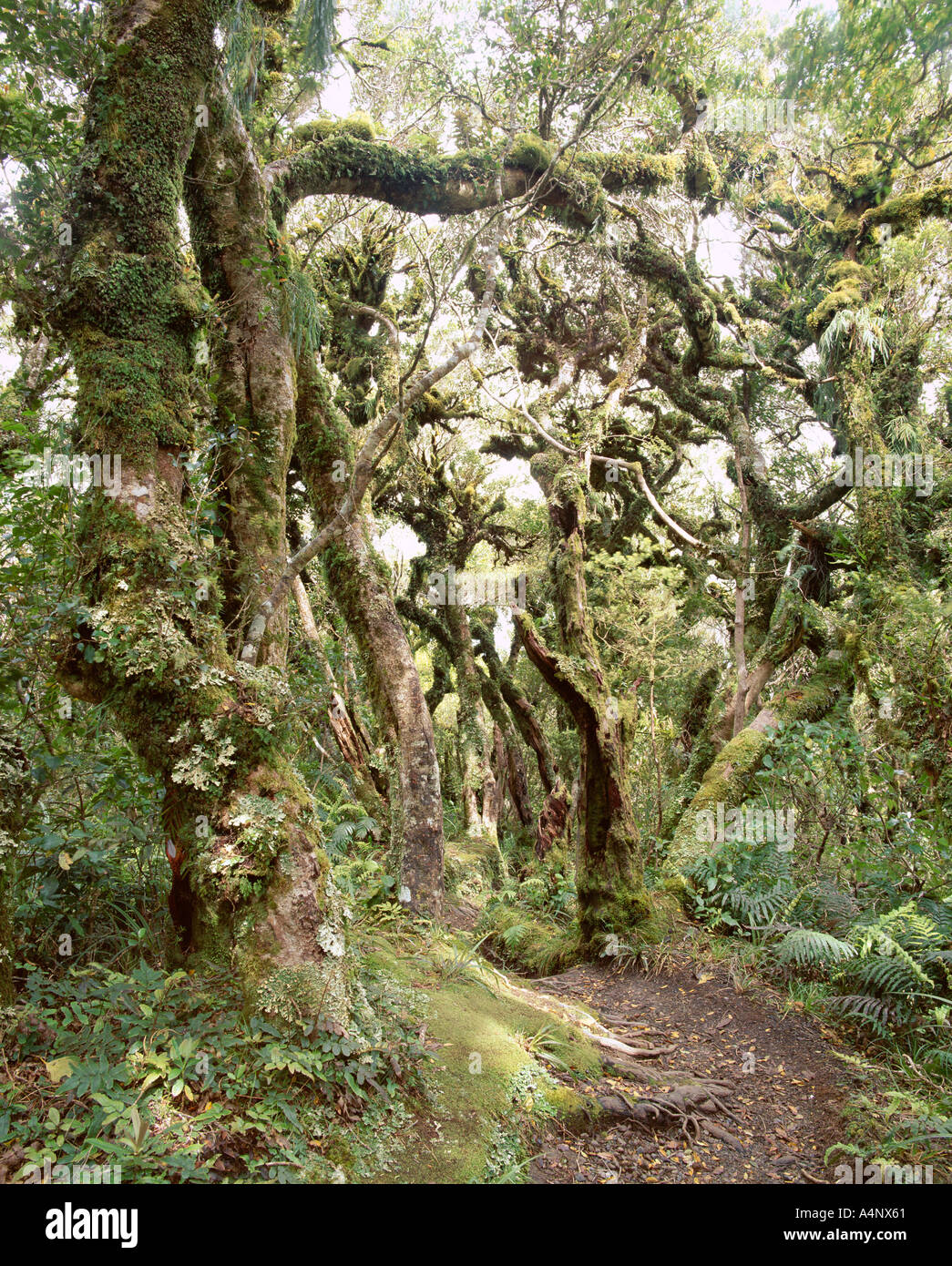 Egmont national park and kamahi trees hi-res stock photography and ...