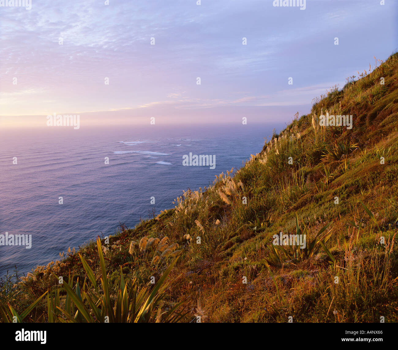 Toi toi plants hi-res stock photography and images - Alamy