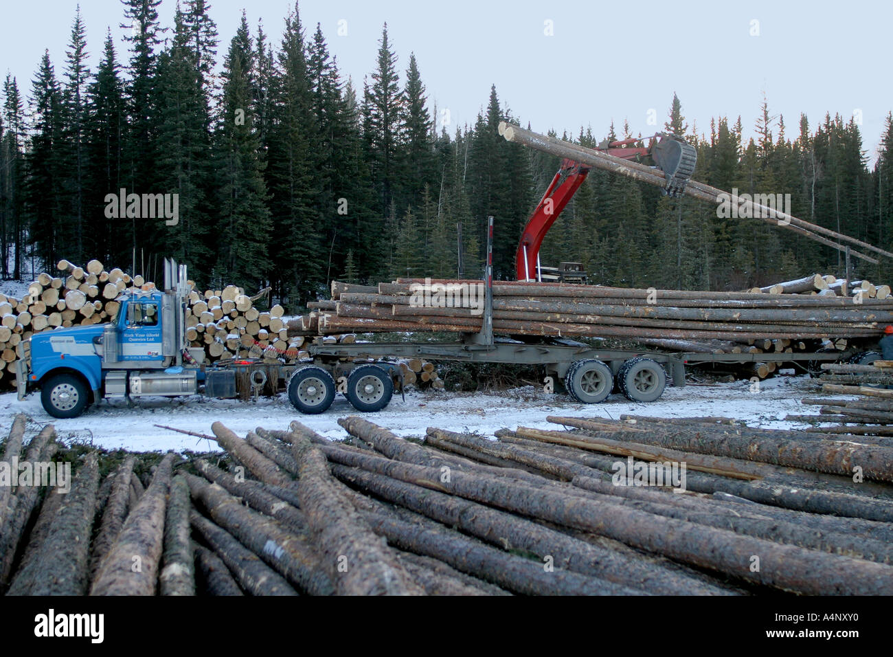 Loading logs timber logging truck trees hi-res stock photography and ...