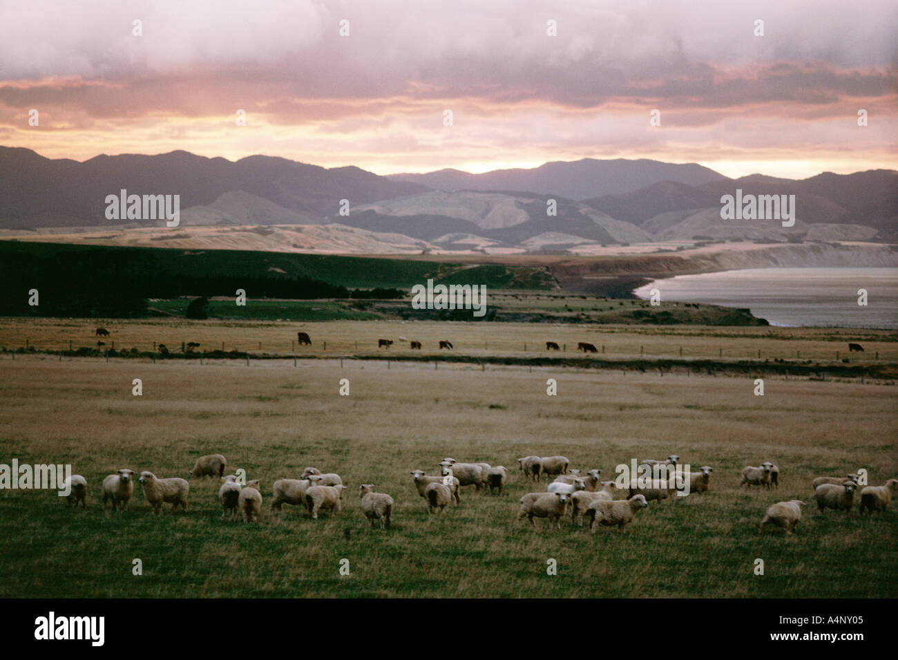 Palliser bay new zealand hi-res stock photography and images - Alamy