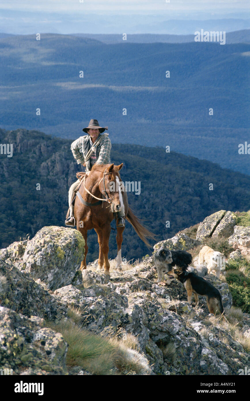 Man on horse with dogs the man from Snowy River Victoria Australia ...
