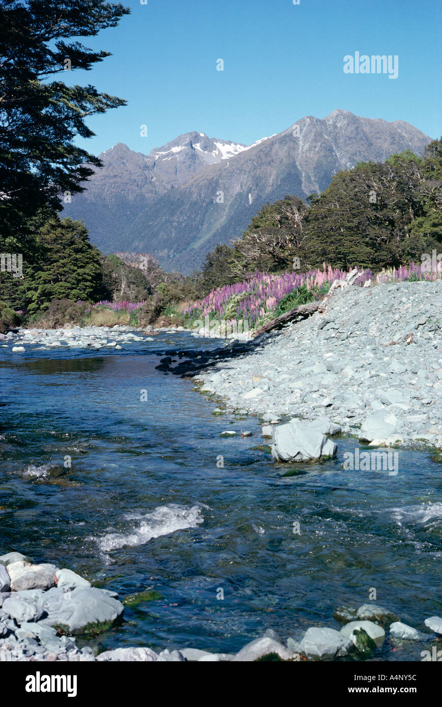 Cascade Creek and Stuart Mountains South Island New Zealand Pacific ...