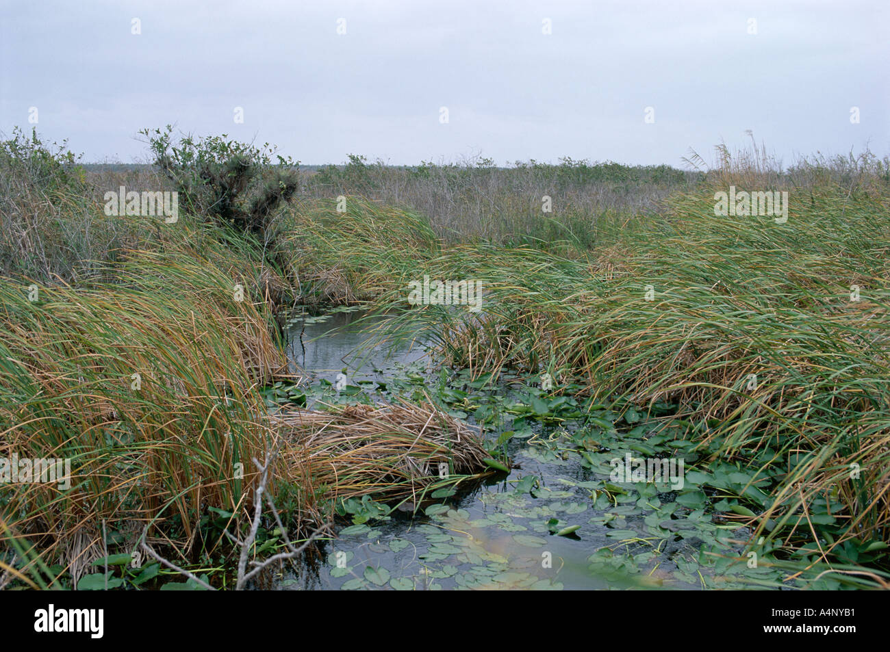 Anhinga trail Everglades National Park UNESCO World Heritage Site ...