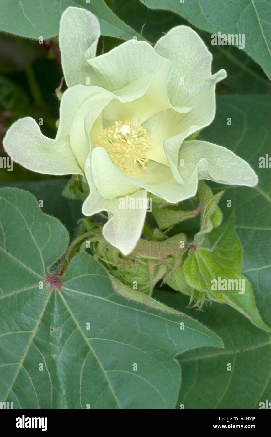 Cotton flower hi-res stock photography and images - Alamy