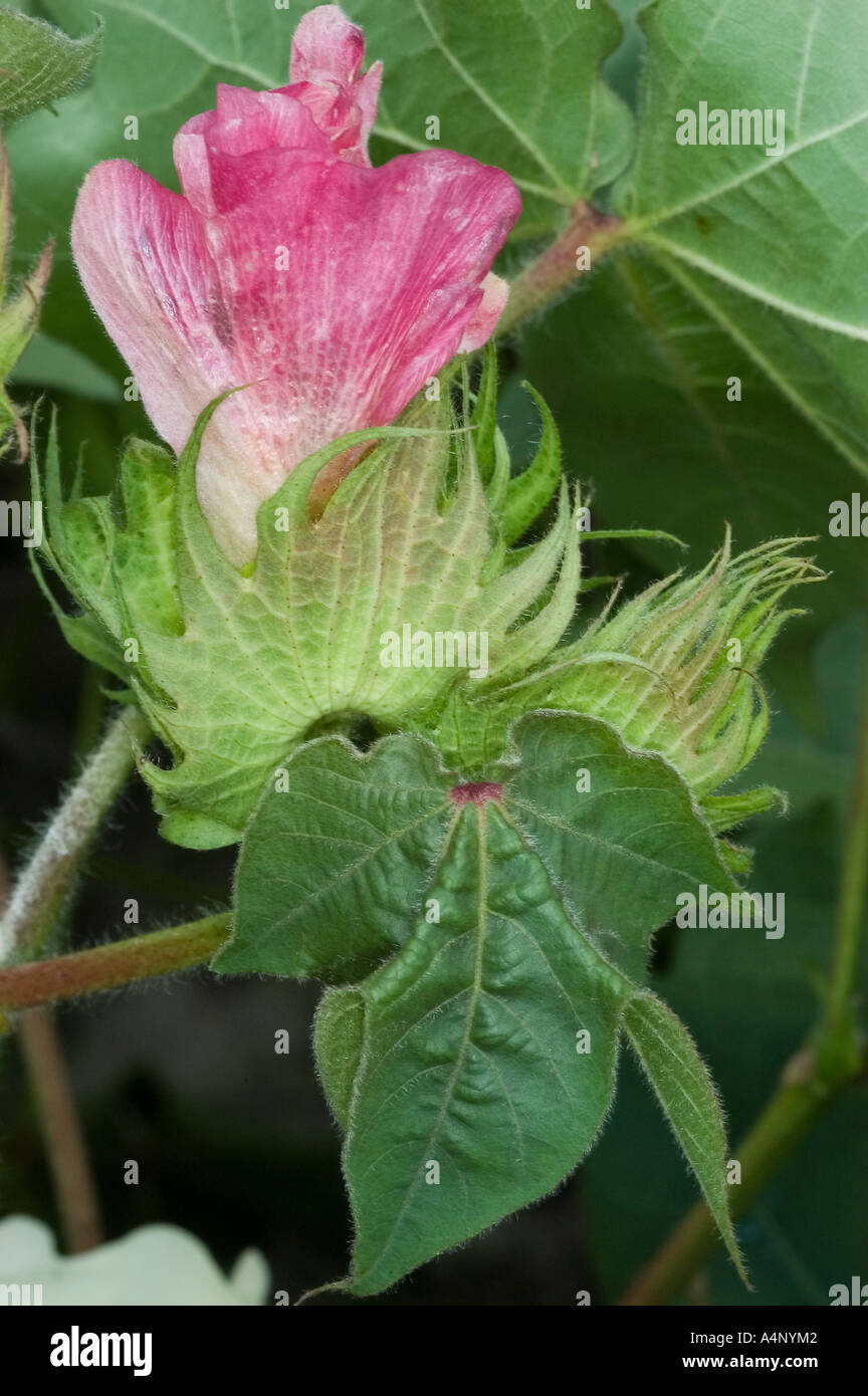 Cotton Gossypium flower Stock Photo - Alamy