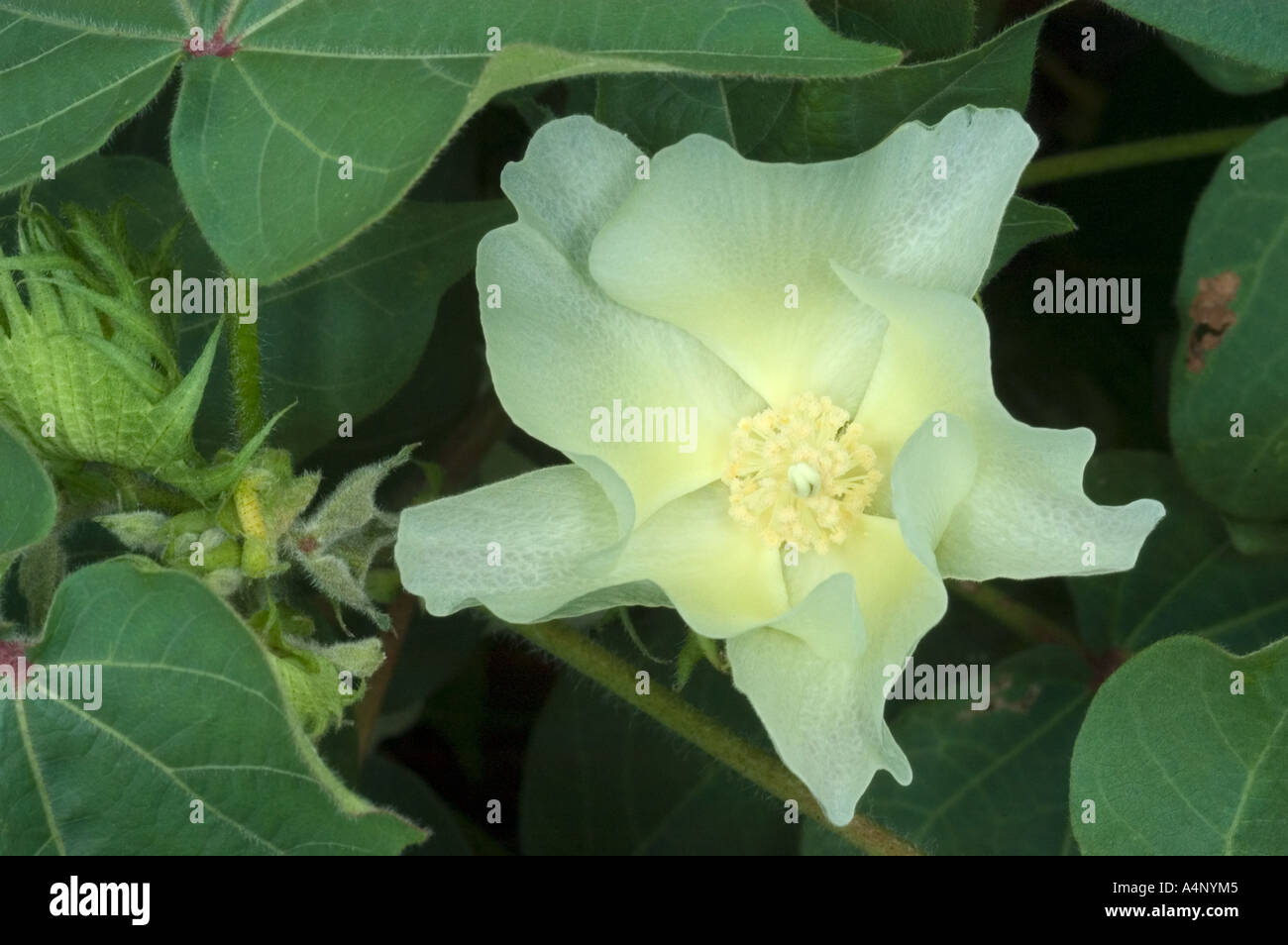 Cotton flower hi-res stock photography and images - Alamy