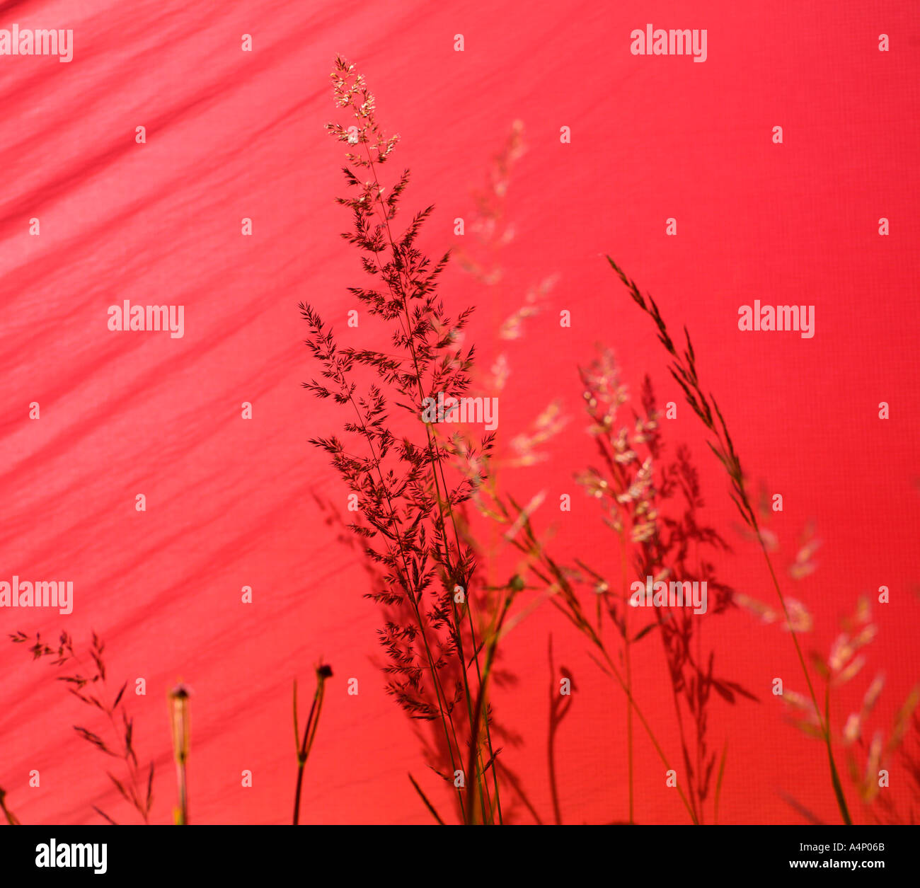 blades of grass in front of bright red sheet Stock Photo - Alamy