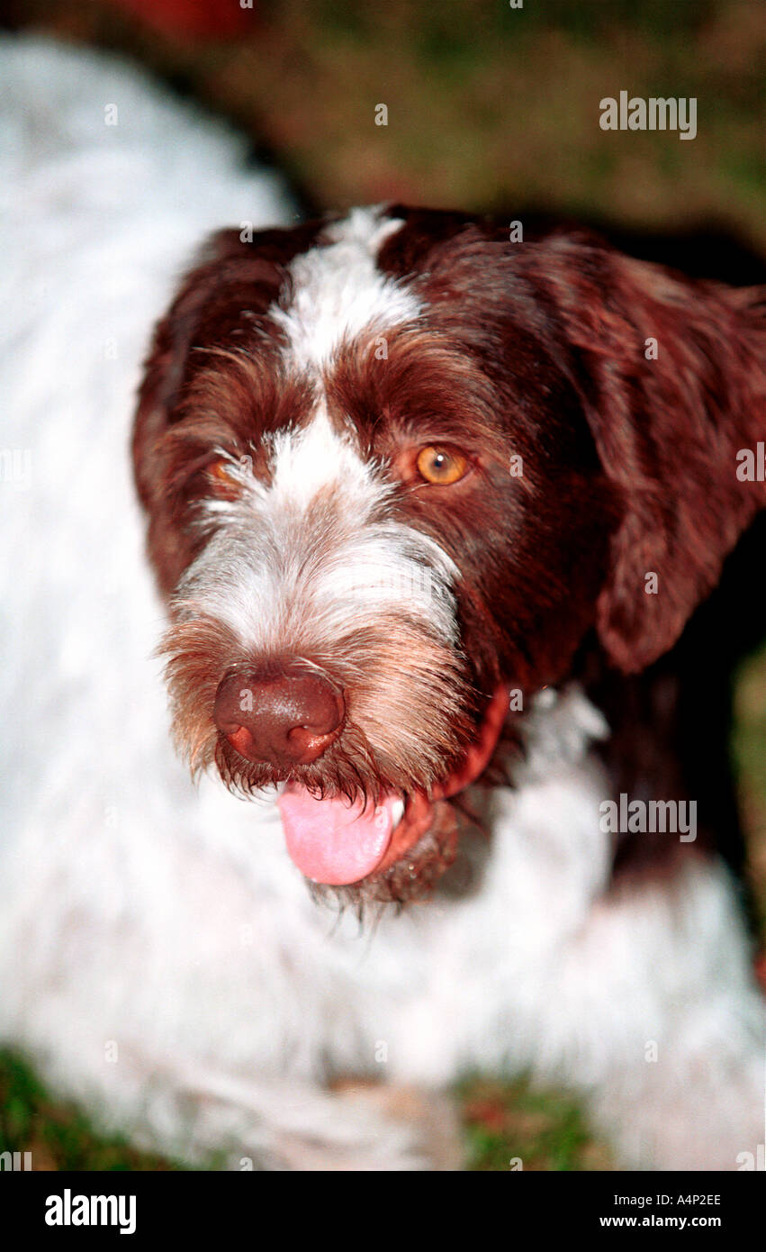Wire hair hunting hi-res stock photography and images - Alamy