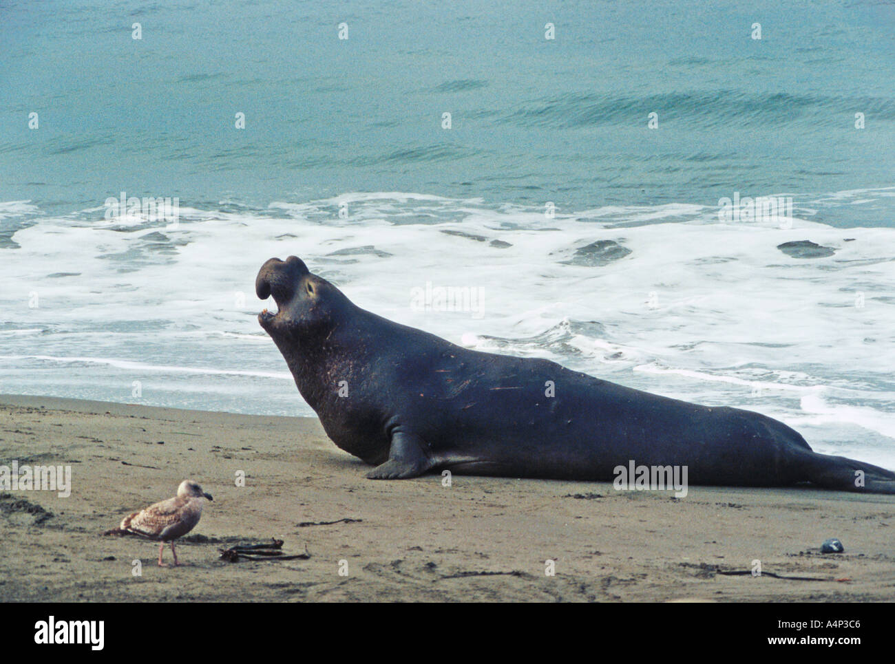 Northern Elephant Seal Mirounga angustirostris Stock Photo - Alamy