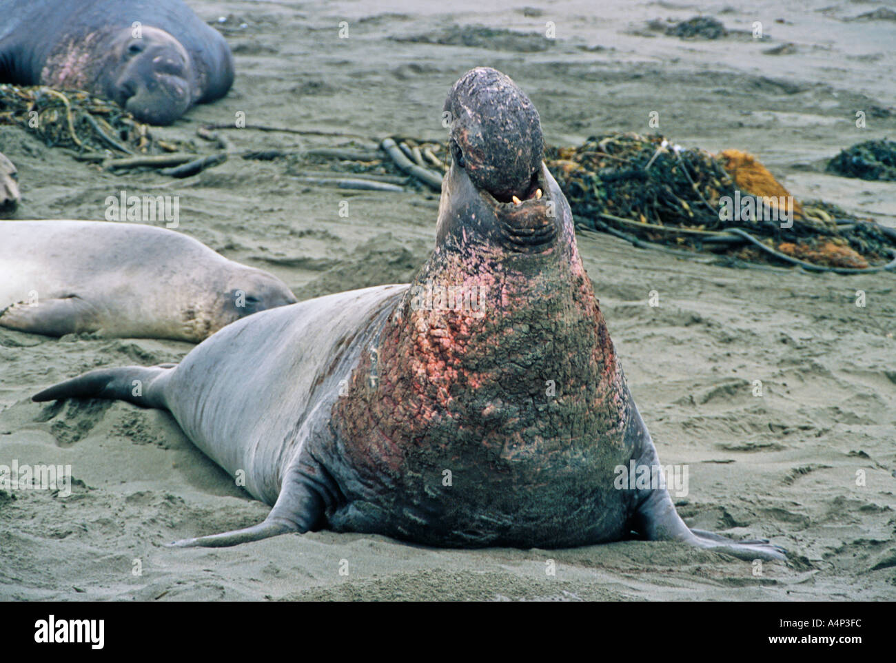 Northern Elephant Seal Mirounga angustirostris Stock Photo - Alamy