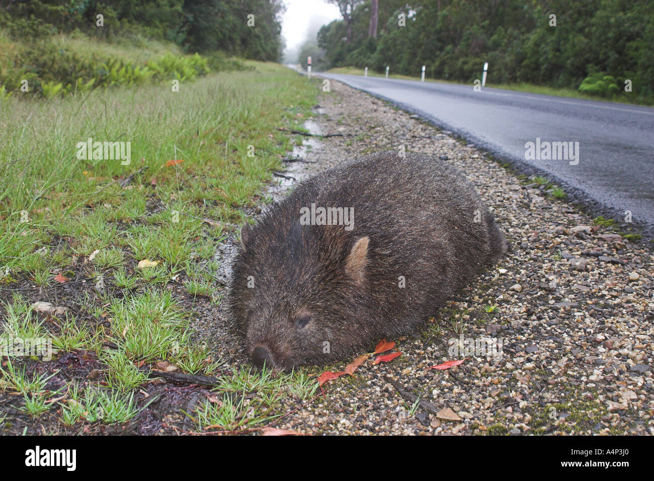 Dead wombat hi-res stock photography and images - Alamy