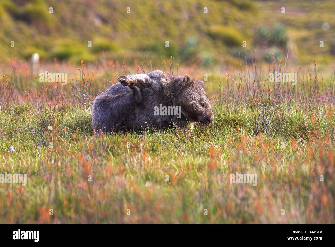 common wombat vombatus ursinas scratching Stock Photo - Alamy