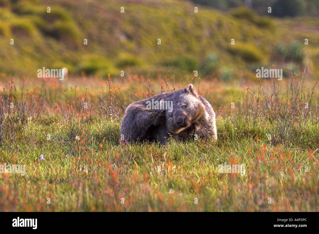 common wombat vombatus ursinas scratching Stock Photo - Alamy