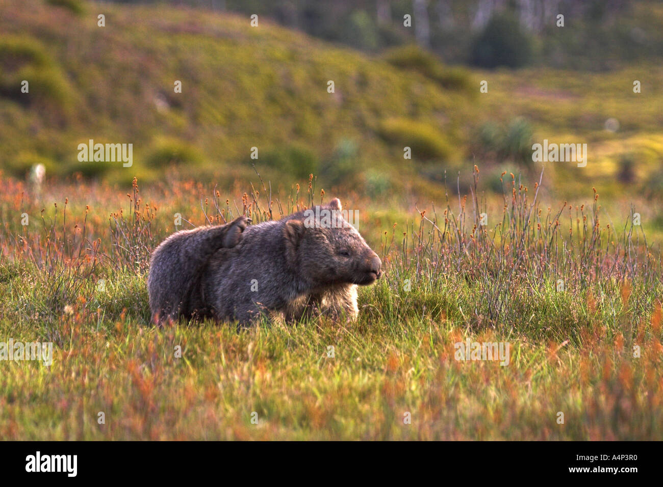 common wombat vombatus ursinas scratching Stock Photo - Alamy