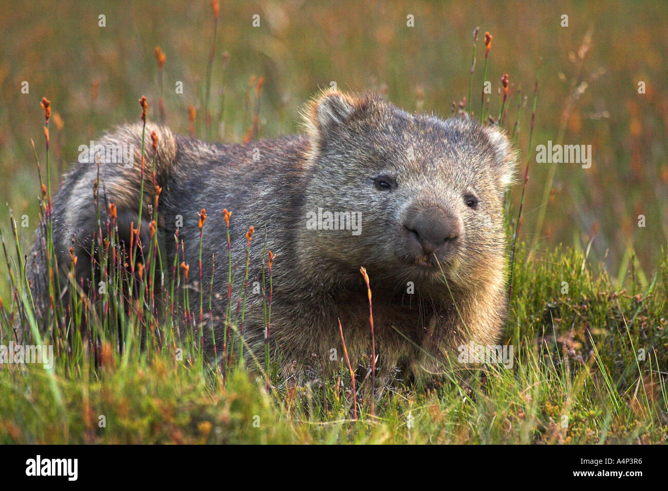 common wombat vombatus ursinas Stock Photo - Alamy