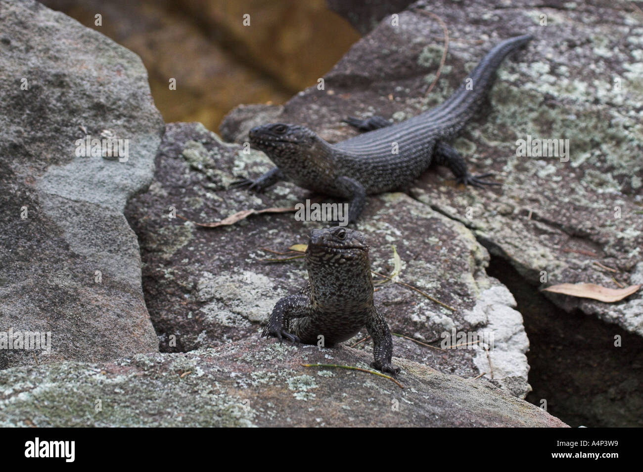 cunningham's skink egernia cunninghami Stock Photo - Alamy