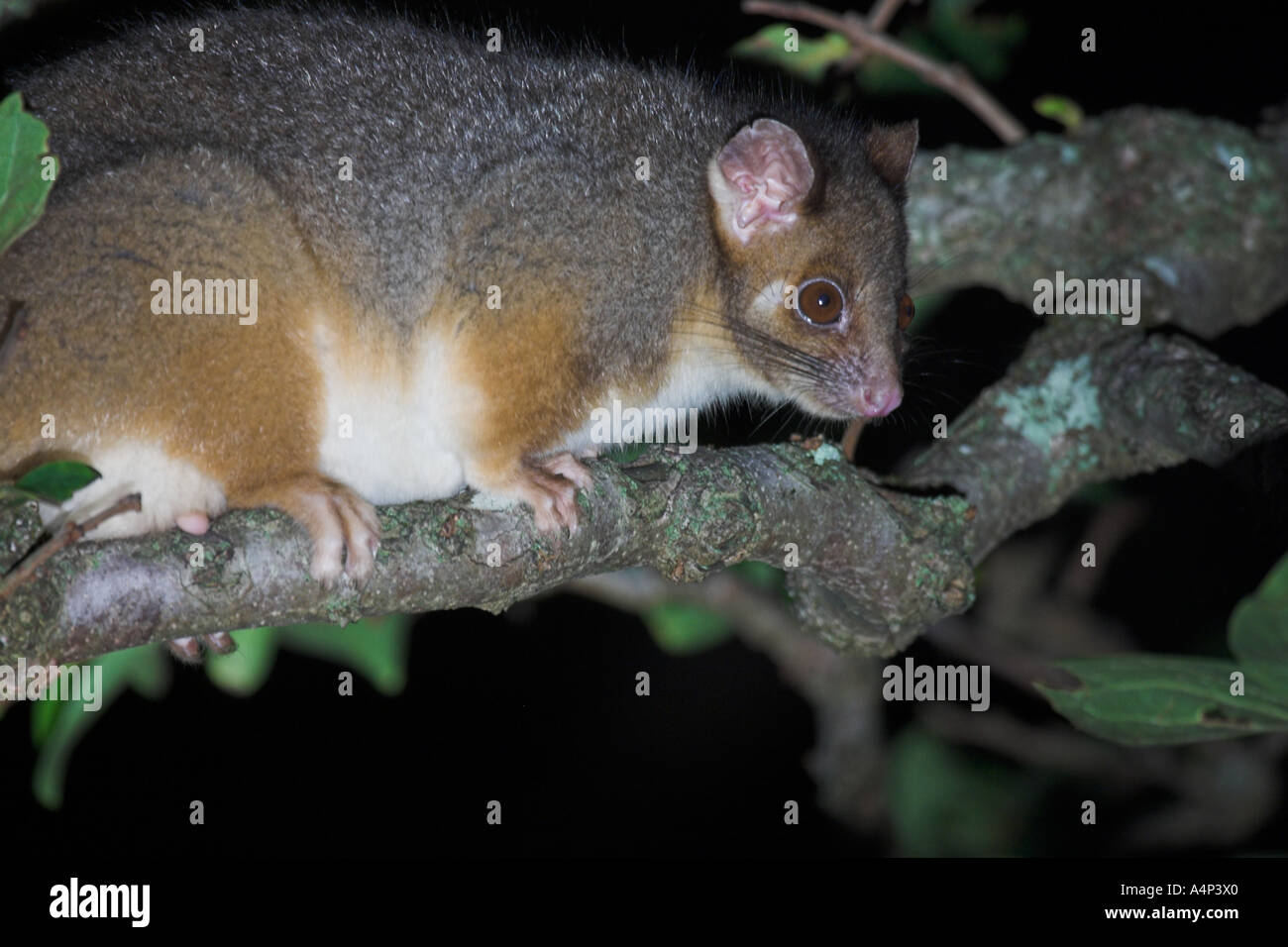 Ringtail possum tree hi-res stock photography and images - Alamy