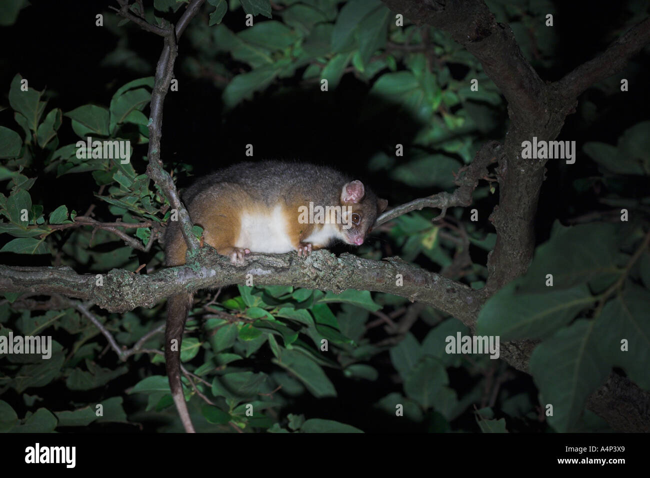 Ringtail possum tree hi-res stock photography and images - Alamy
