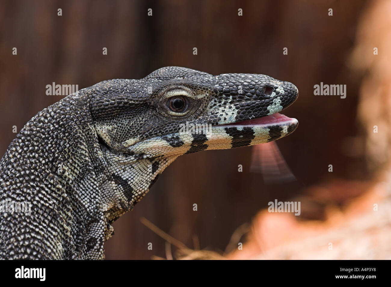 lace monitor lizard, goanna, varanus varius Stock Photo - Alamy