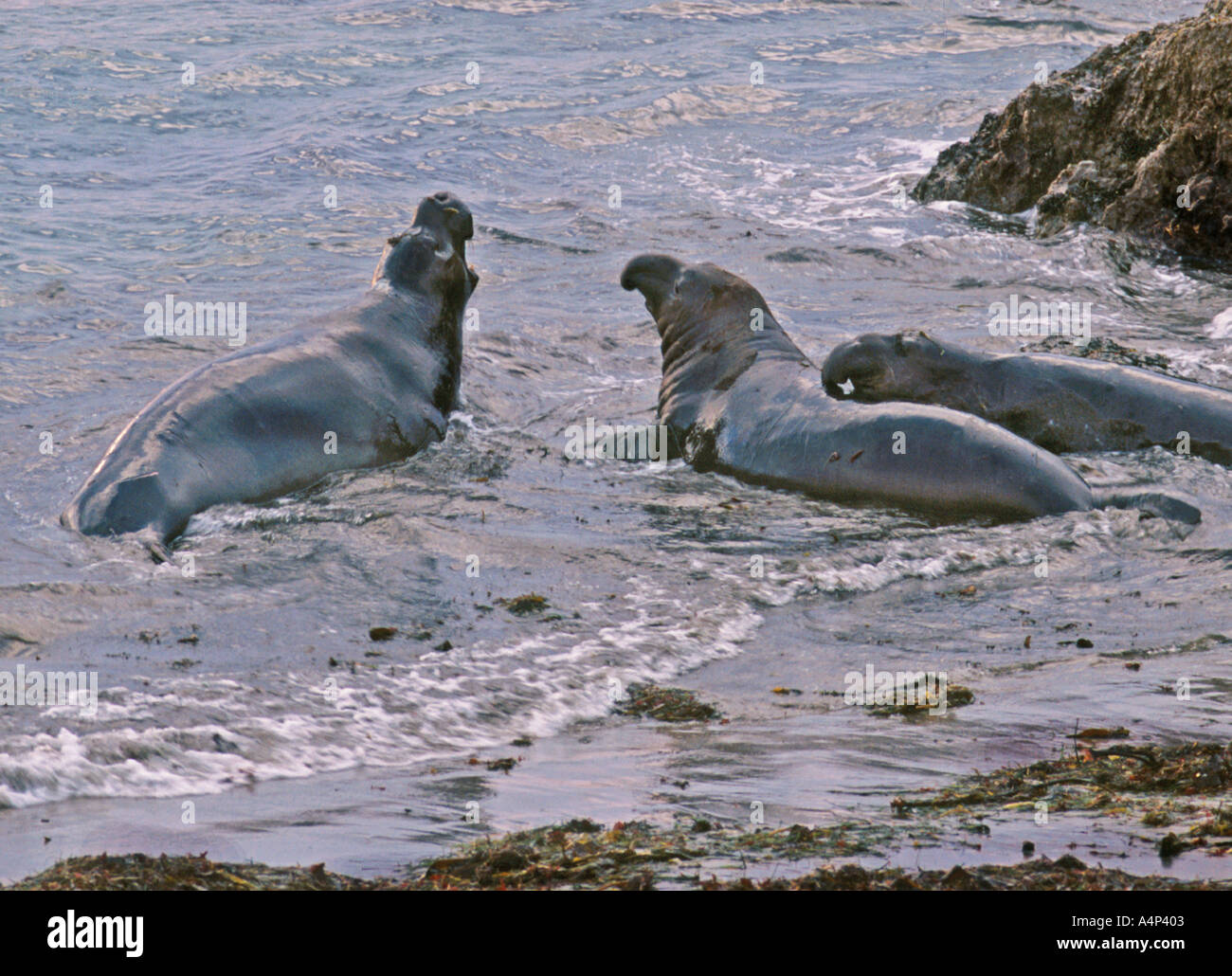Northern Elephant Seal Mirounga angustirostris Stock Photo - Alamy