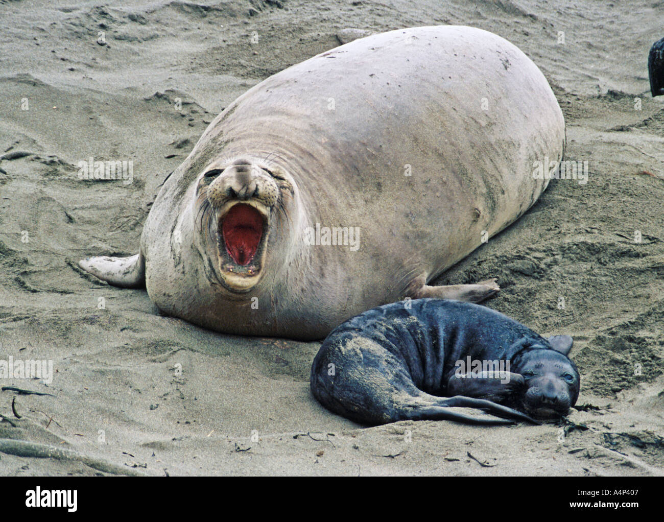 Northern Elephant Seal Mirounga angustirostris Stock Photo - Alamy