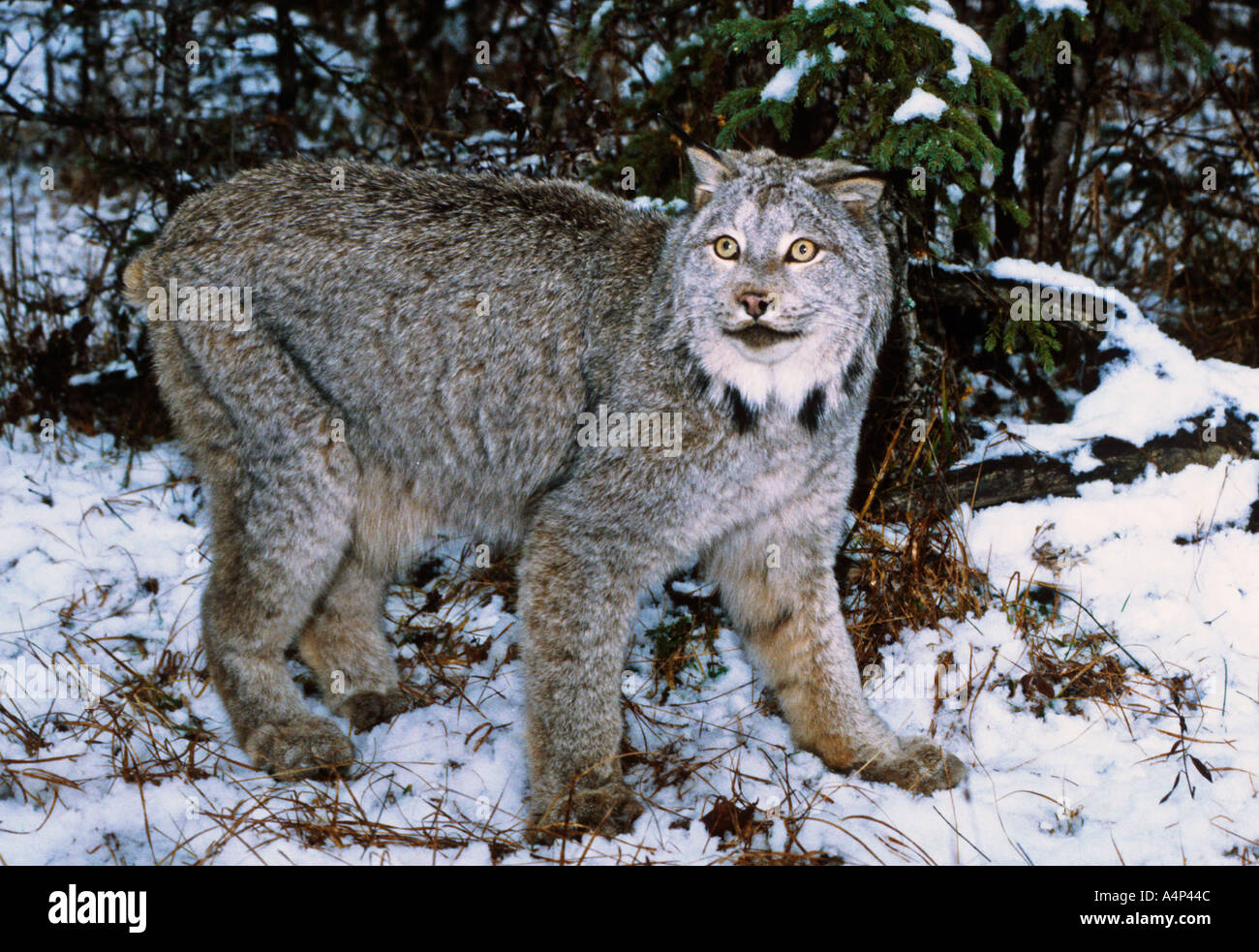 Canada Lynx Lynx canadensis Stock Photo - Alamy
