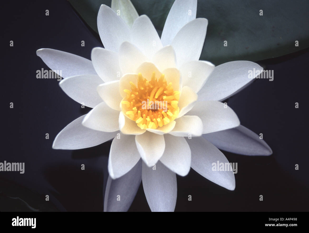 Virginia lily hi-res stock photography and images - Alamy