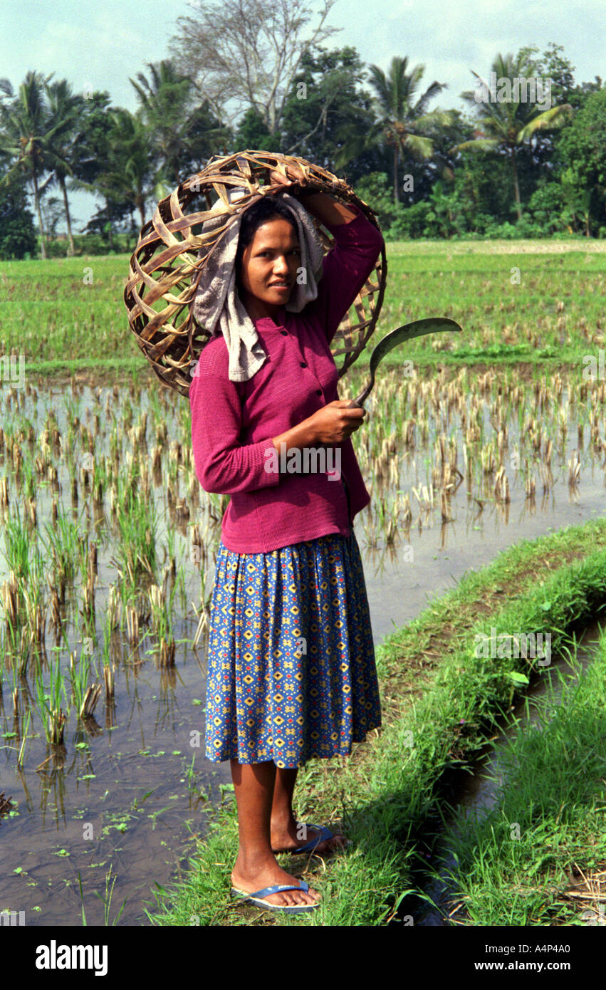 Lady in rice paddy fields hi-res stock photography and images - Alamy