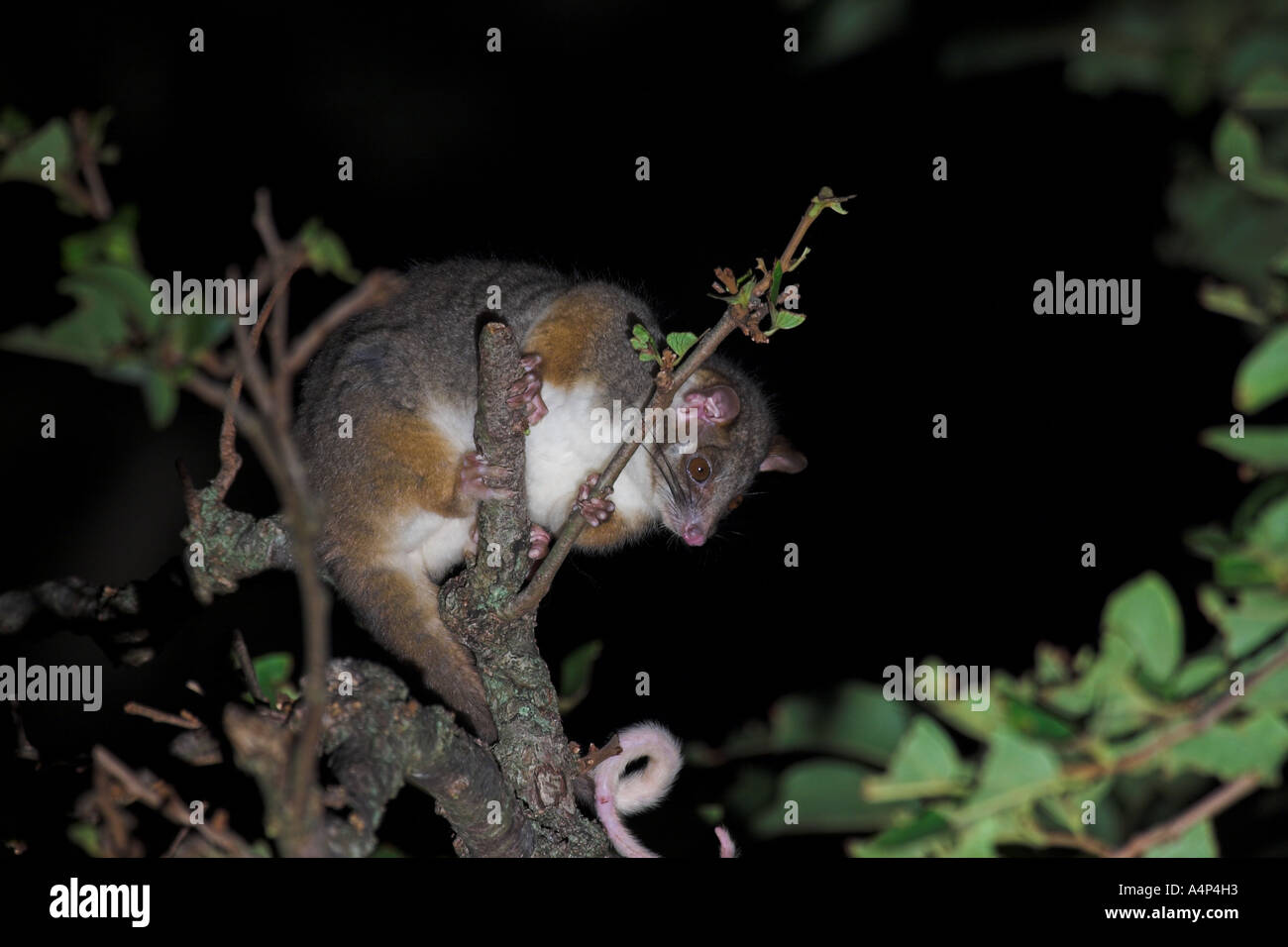 Ringtail possum tree hi-res stock photography and images - Alamy