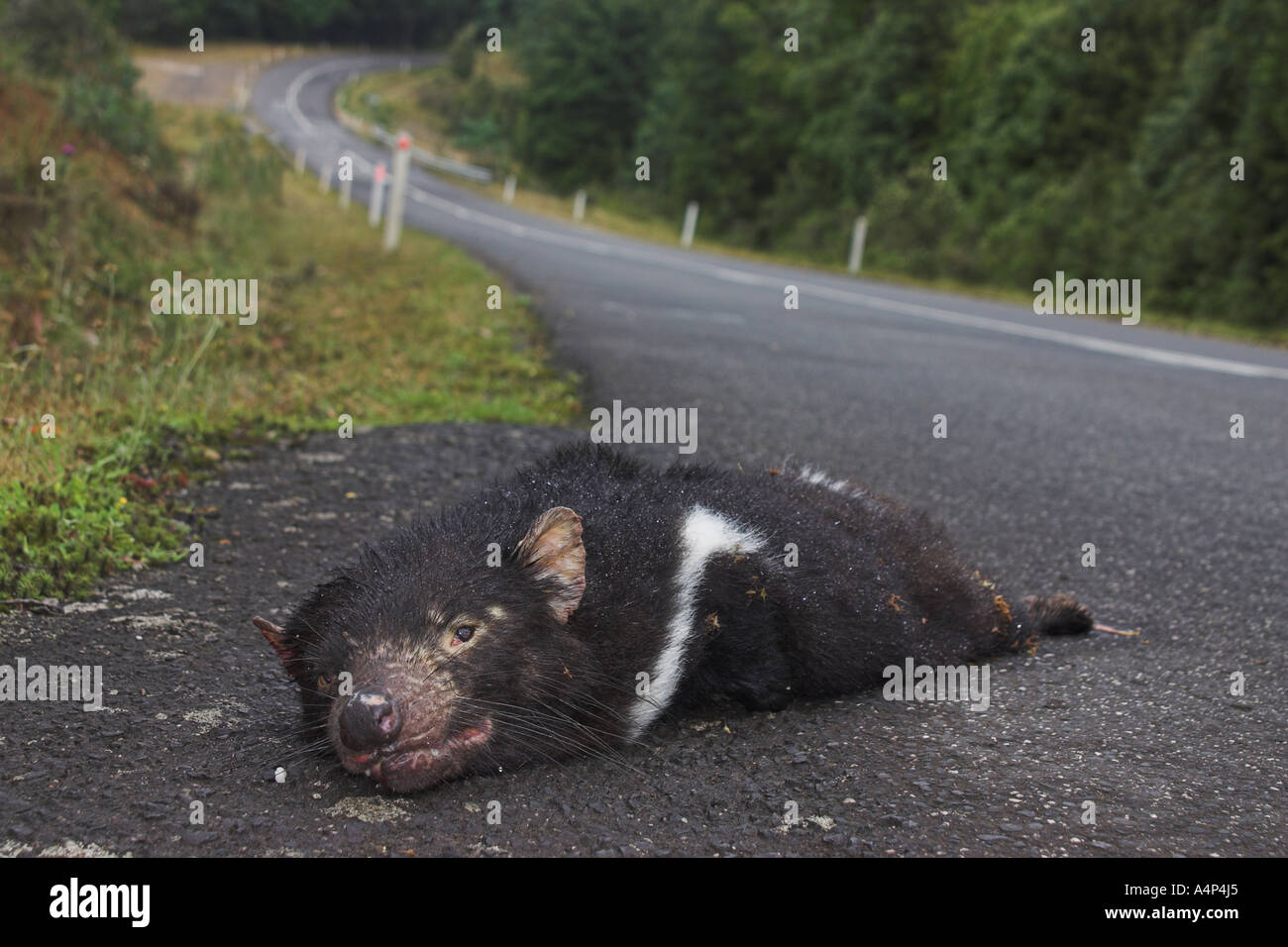 Sarcophilus harrisi tasmanian devil hi-res stock photography and images ...