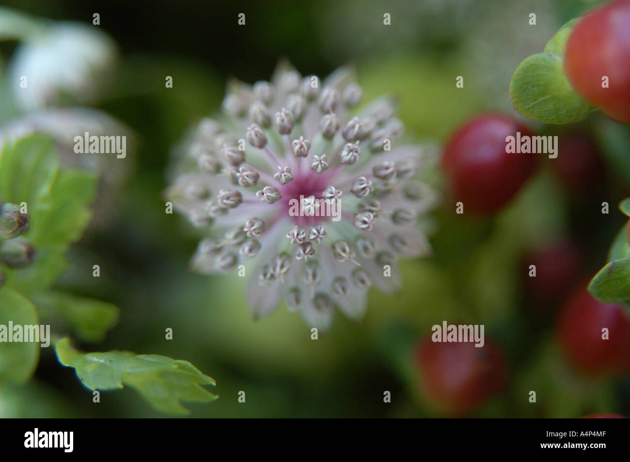 Closeup photo of allium garlic flower Stock Photo - Alamy