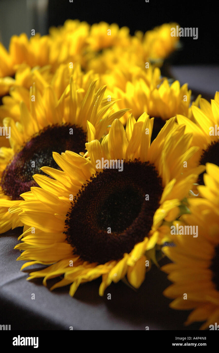 Arrangement of sunflowers hi-res stock photography and images - Alamy