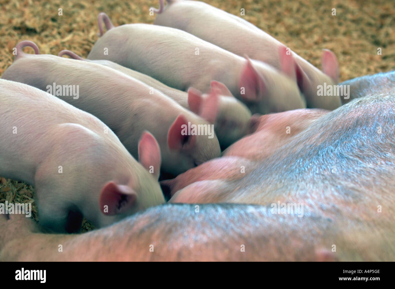 piglets with mother Stock Photo - Alamy