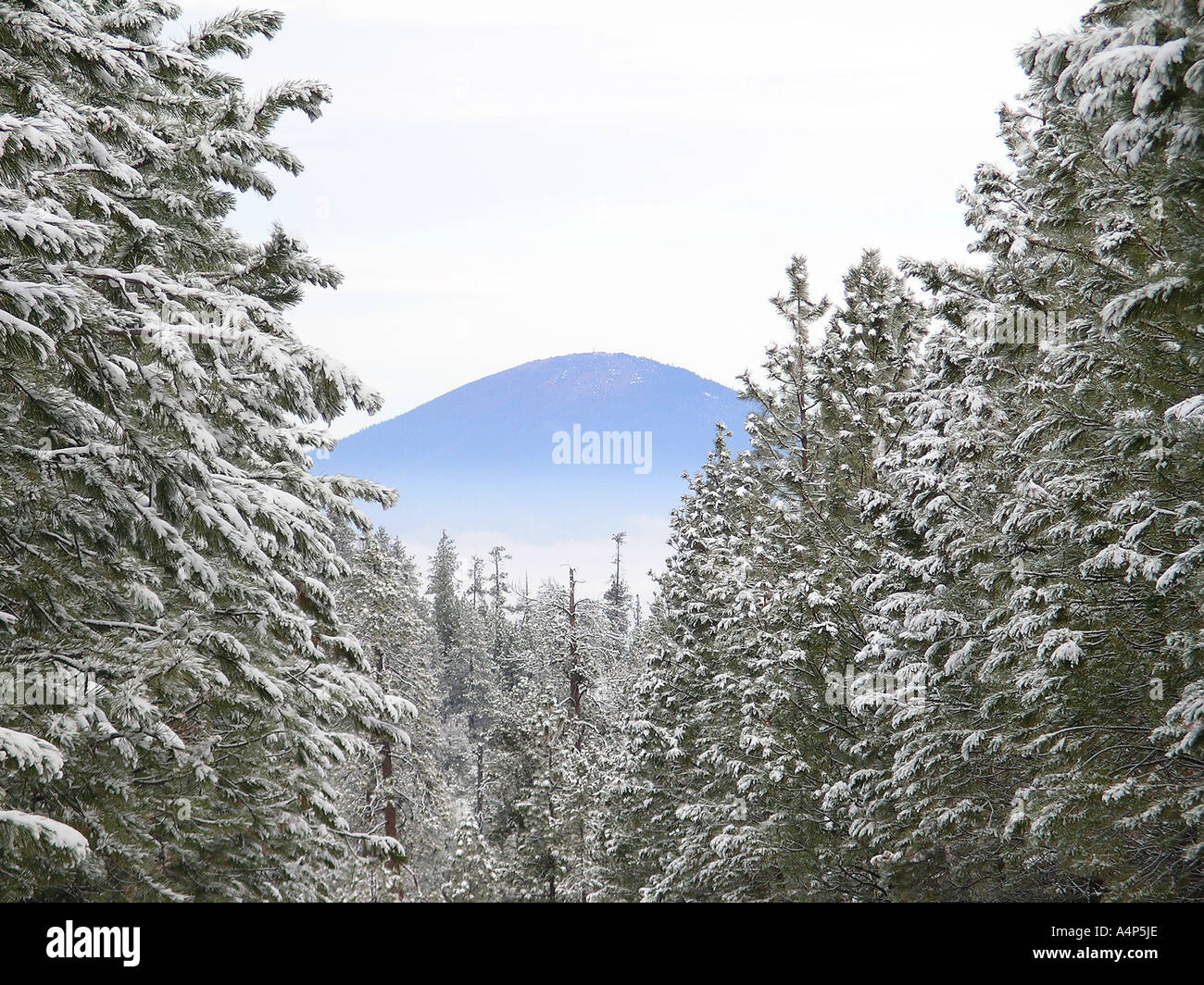Winter snow landscape scene in Central Oregon Cascades Stock Photo - Alamy