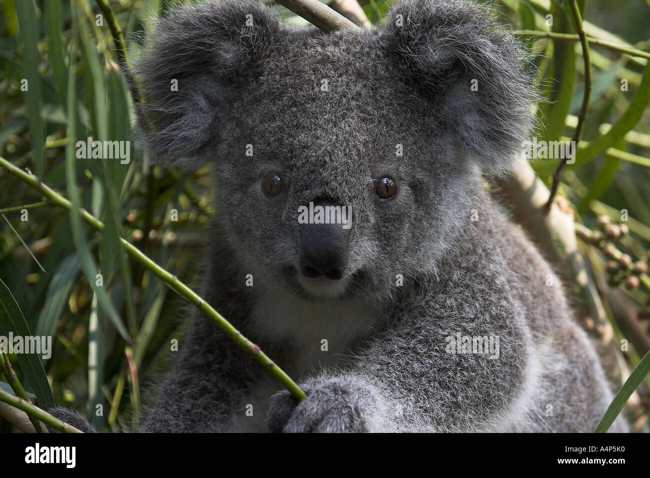koala, phascolarctos cinereus Stock Photo - Alamy