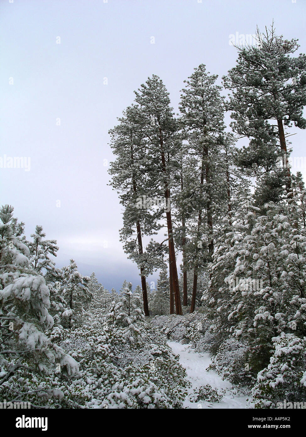 Winter snow landscape scene in Central Oregon Cascades Stock Photo - Alamy