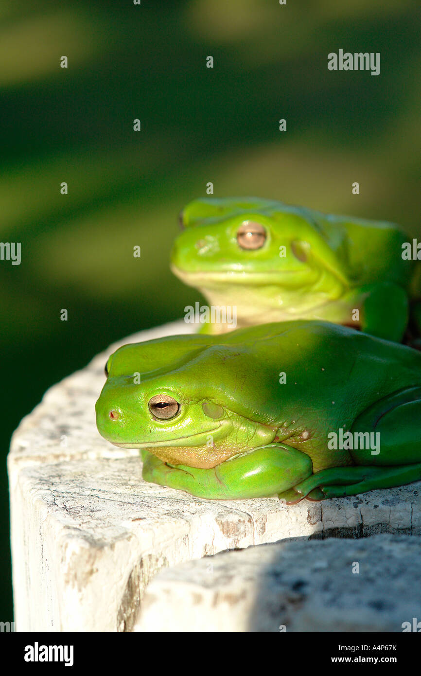 Australian tree frog resting hi-res stock photography and images - Alamy