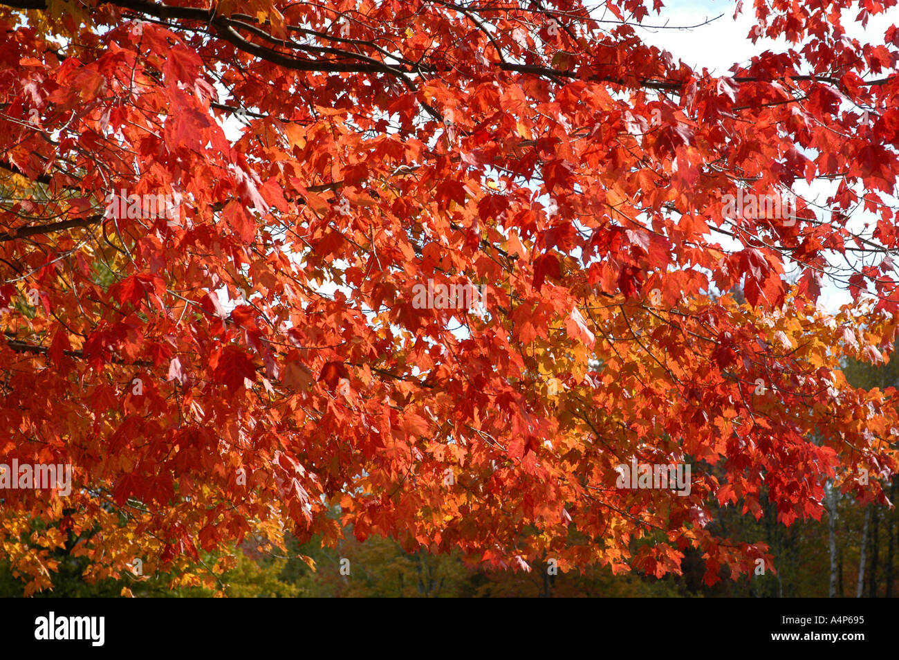 Michigan fall color splendor Stock Photo - Alamy