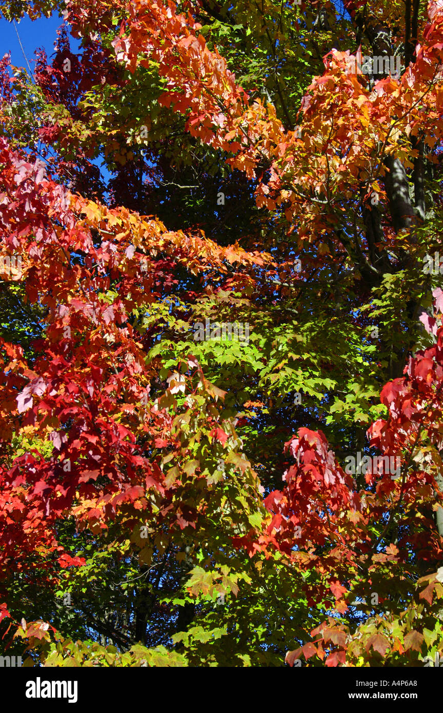 Splendor of color hi-res stock photography and images - Alamy