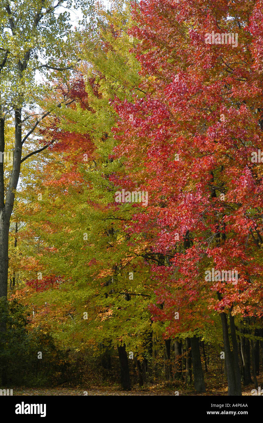 Michigan fall color splendor Stock Photo - Alamy