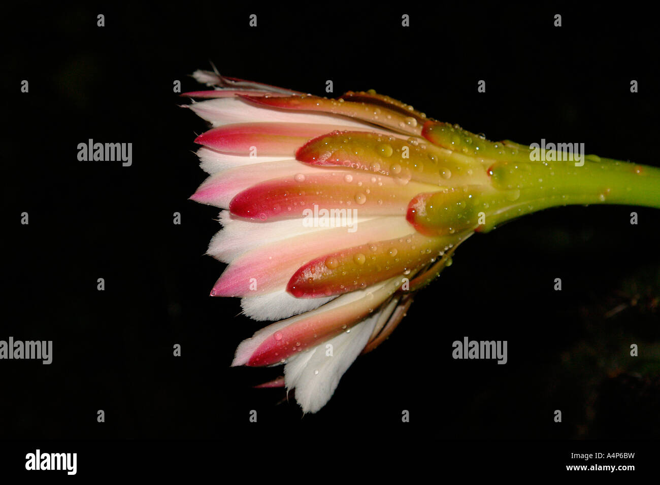 single cactus flower Stock Photo - Alamy