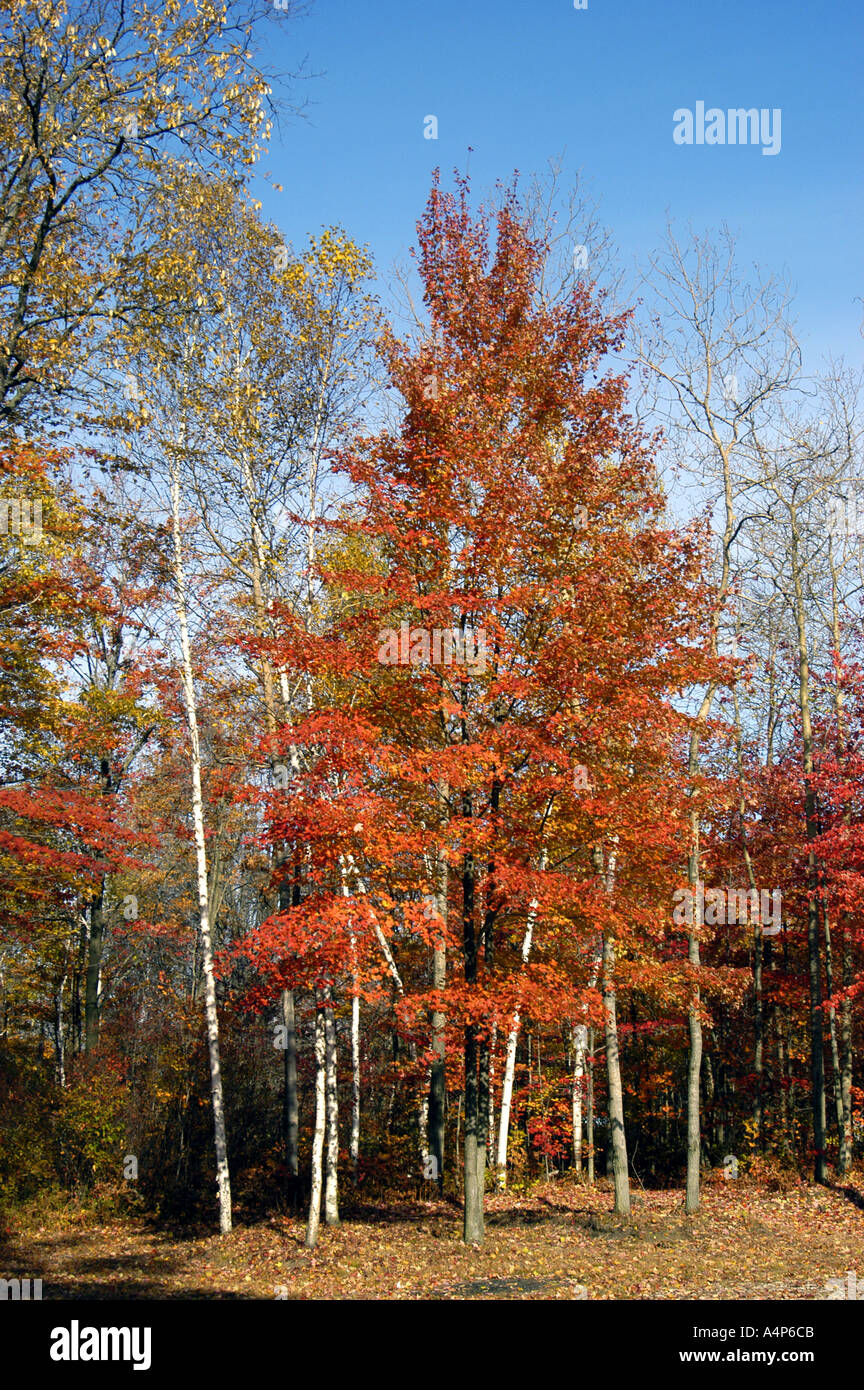 Michigan fall color splendor Stock Photo - Alamy