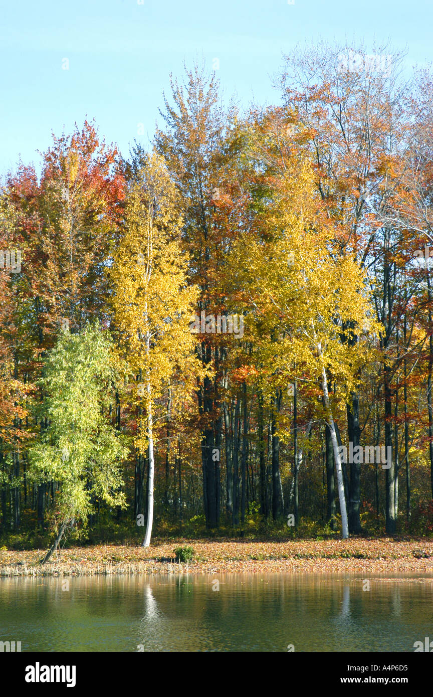 Michigan fall color splendor Stock Photo - Alamy