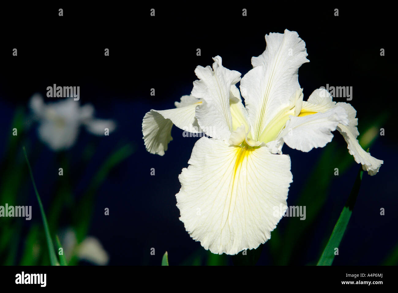 White native iris hi-res stock photography and images - Alamy
